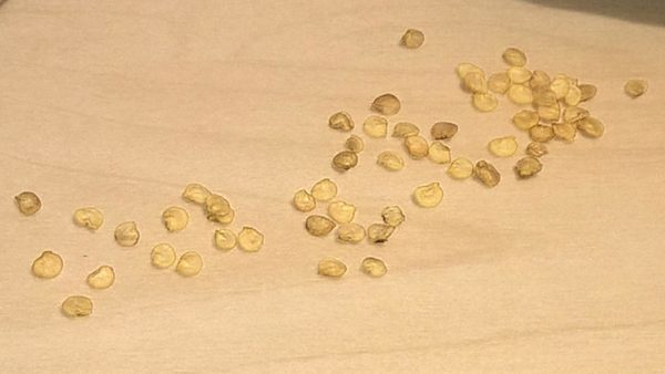 Les différentes graines et semences de plantes potagères