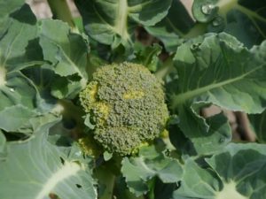 Apprenez à cultiver des choux brocolis dans votre potager